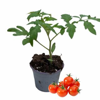 Neu im Sortiment | Sannmann Gemüse-Abo